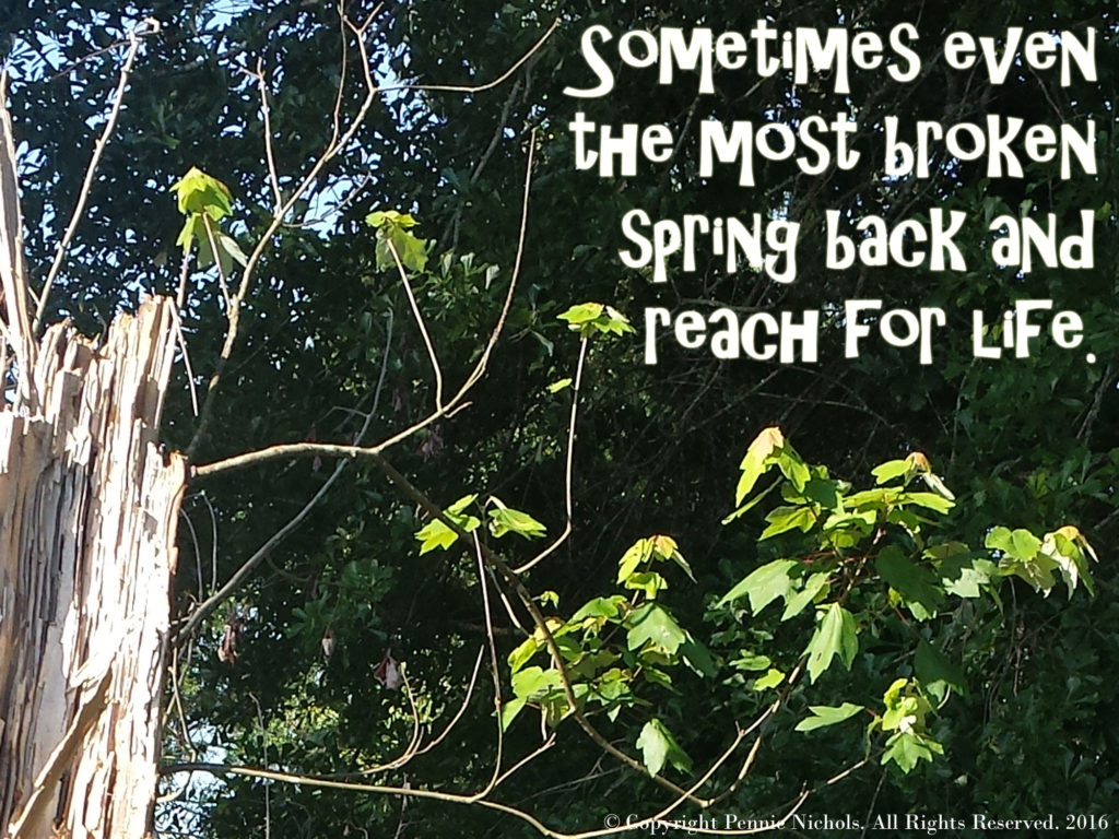 Spring back - Pennie A. Nichols